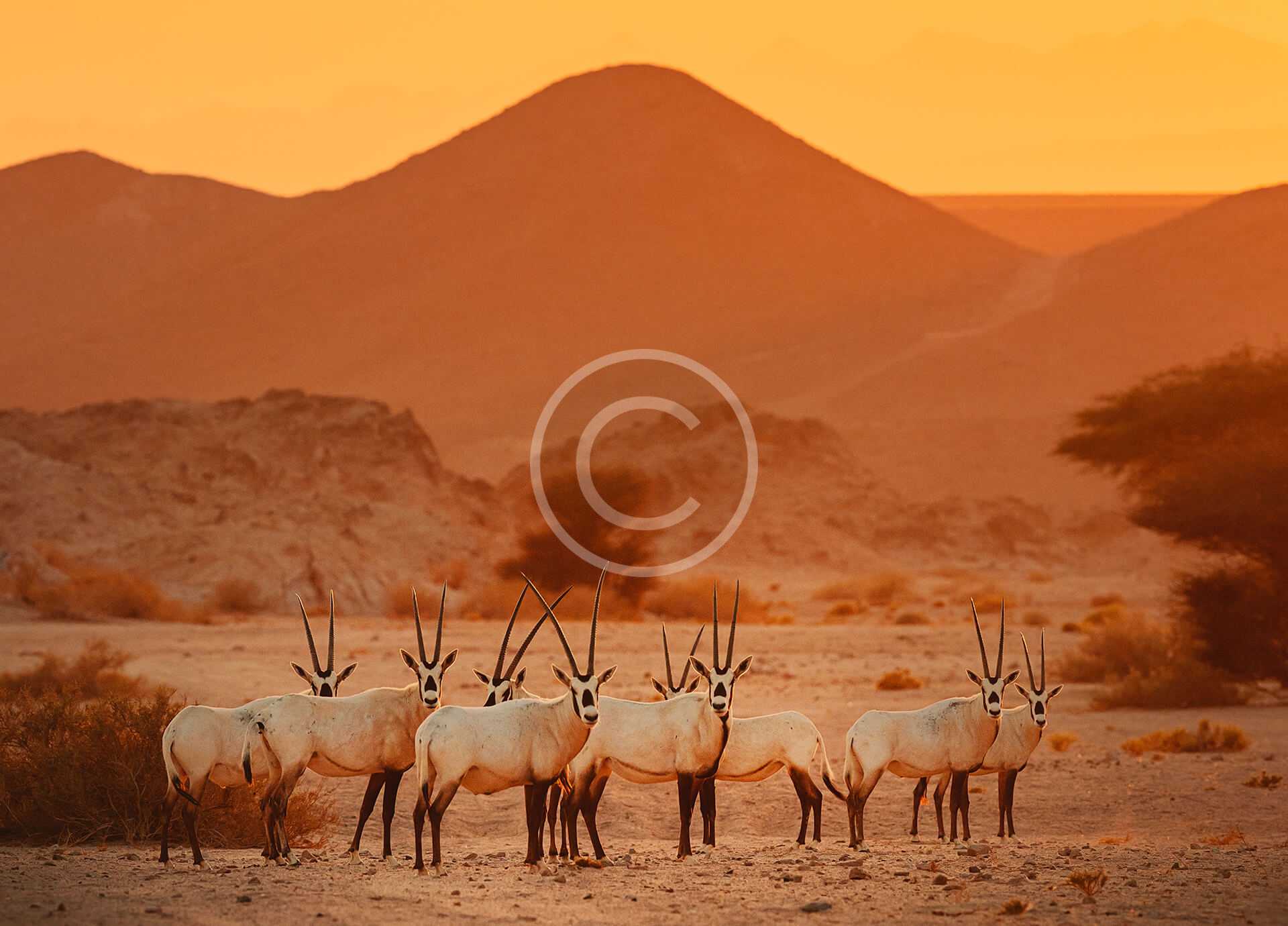 Awesome native animals you must see in Argentina - Union Travel Associates
